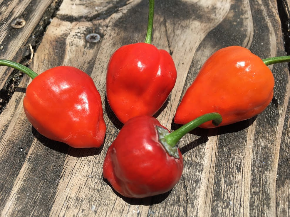 Purple UFO (Pepper Seeds) – Towns-End Chili & Spice