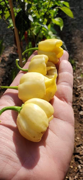 Taj Mahal White Minion (Pepper Seeds)(Limited) – Towns-End Chili & Spice